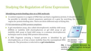 Studying gene expression and function | PPTX