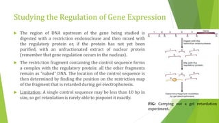 Studying gene expression and function | PPTX