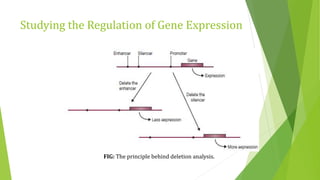 Studying gene expression and function | PPTX