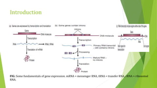 Studying gene expression and function | PPTX