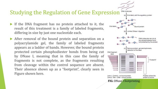Studying gene expression and function | PPT
