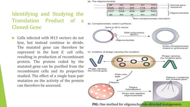 Studying gene expression and function | PPT