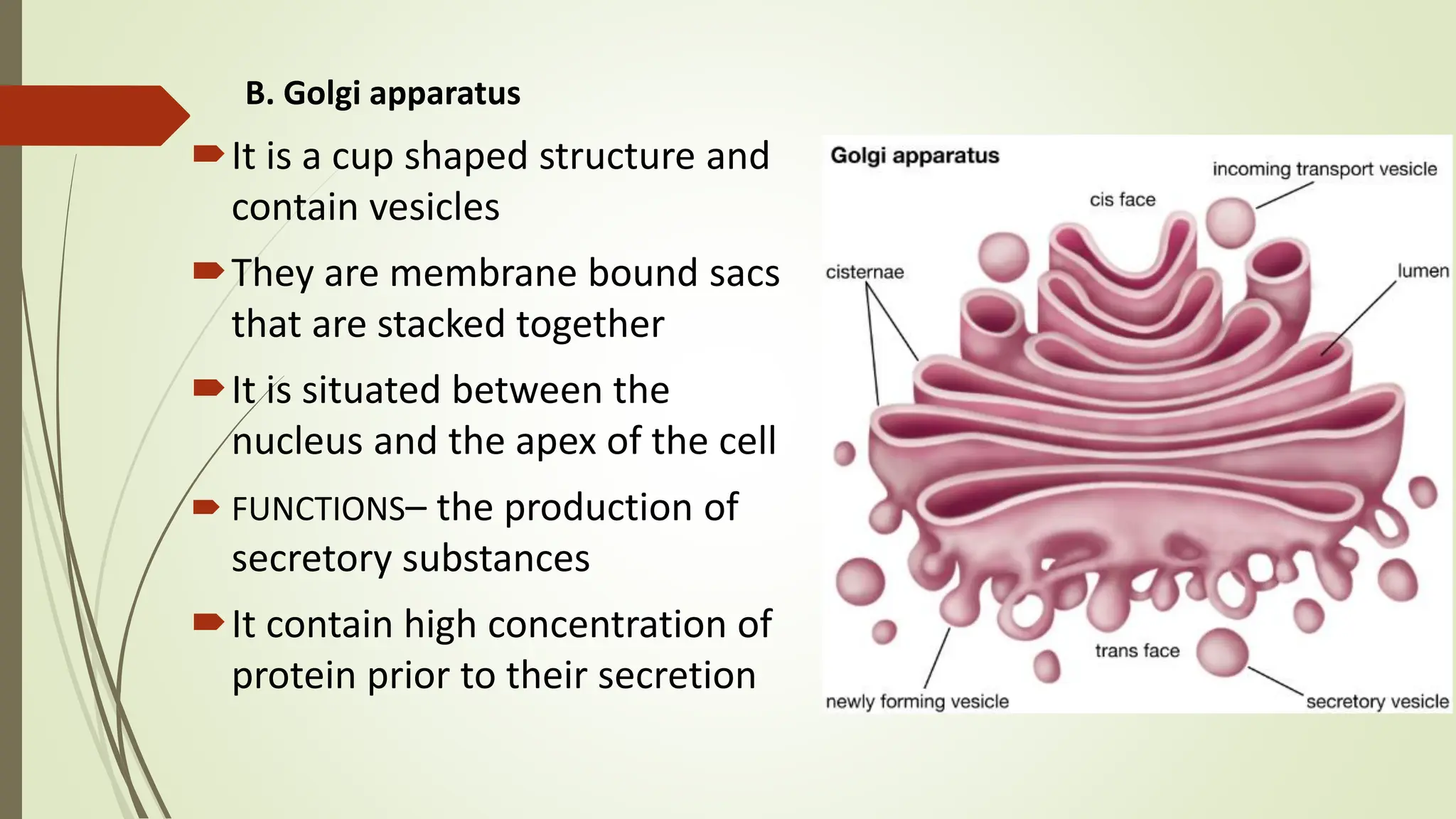 Structure of cell Chapter 02 - Structure of cell | PDF