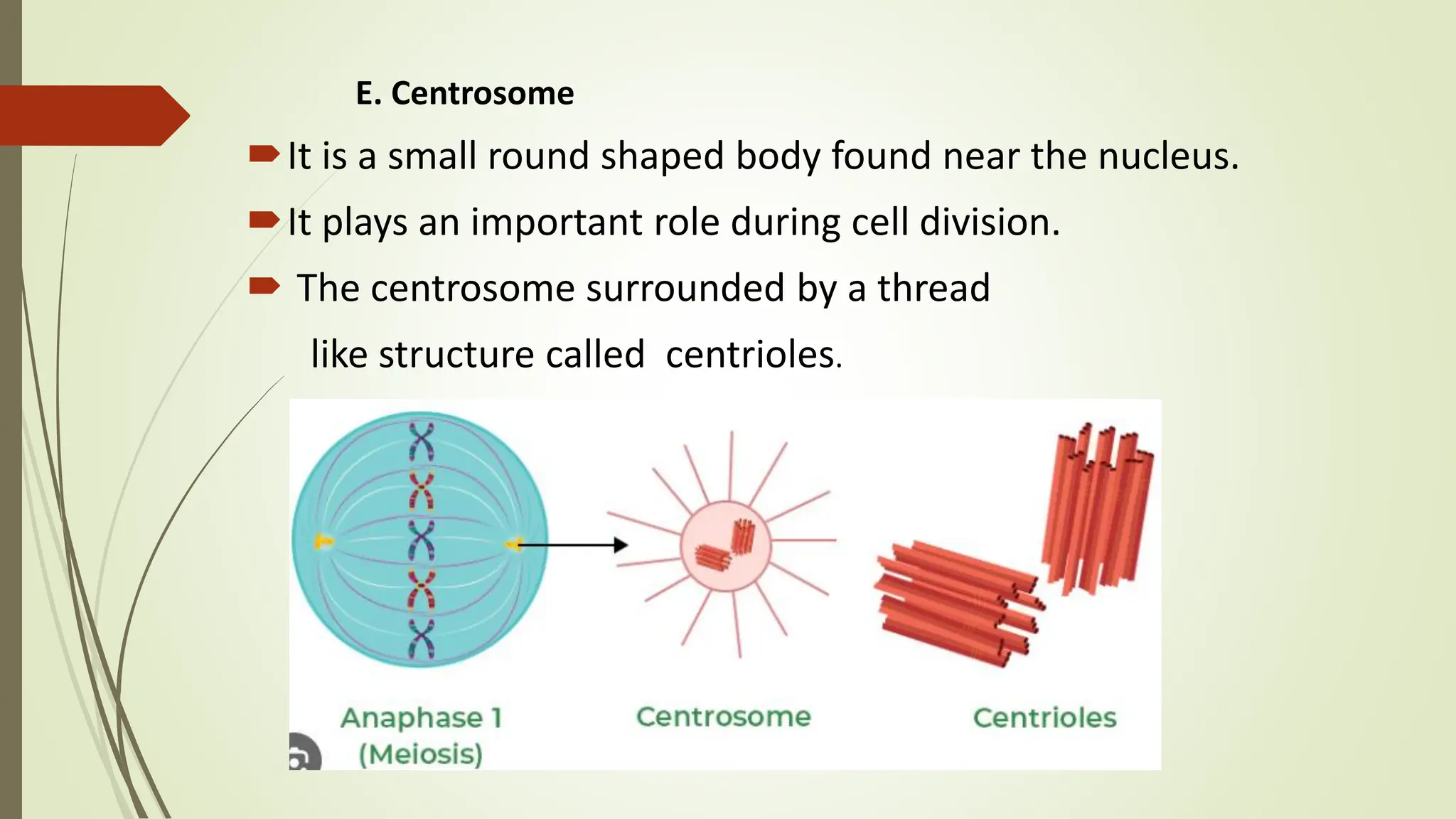 Structure of cell Chapter 02 - Structure of cell | PDF