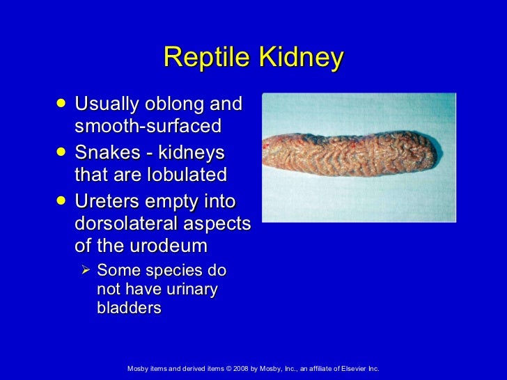 20. Amphibian and Reptilian Anatomy and Physiology