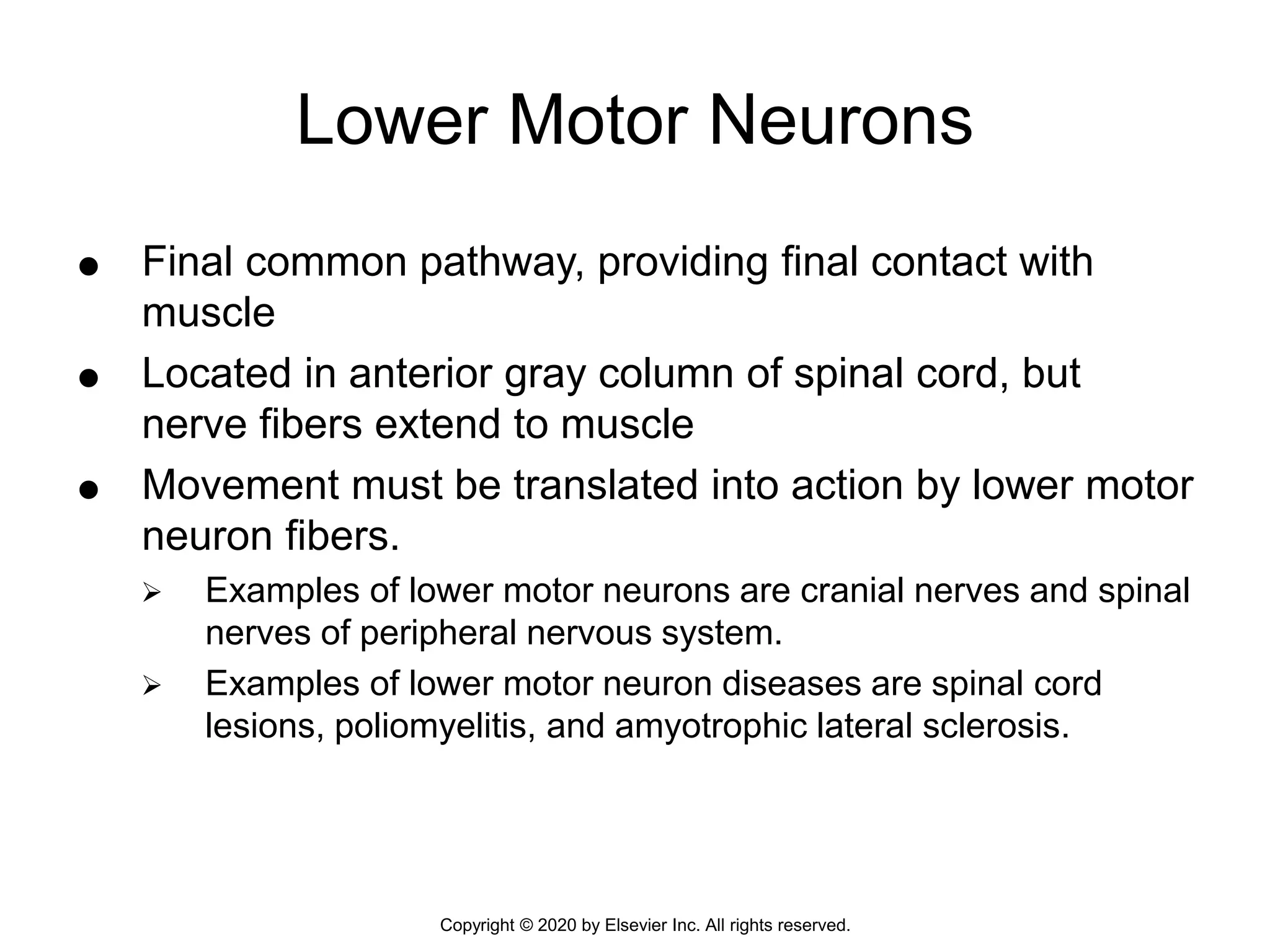 Chapter_024-Neurologic System.psdddddddddddddptx | PPTX