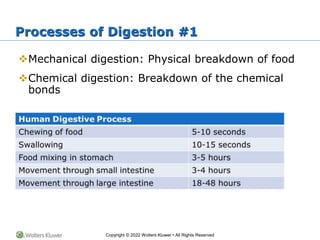 Chapter 26: The Digestive System PowerPoint | PPTX