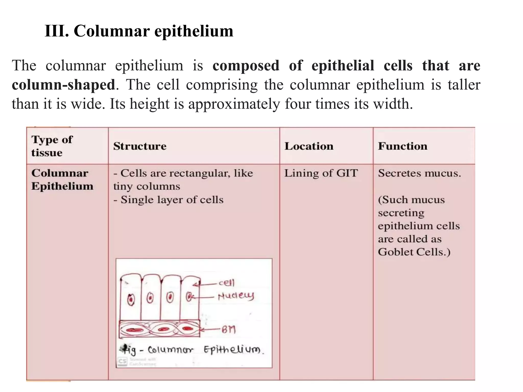 Tissue its types, structure and function | PPTX