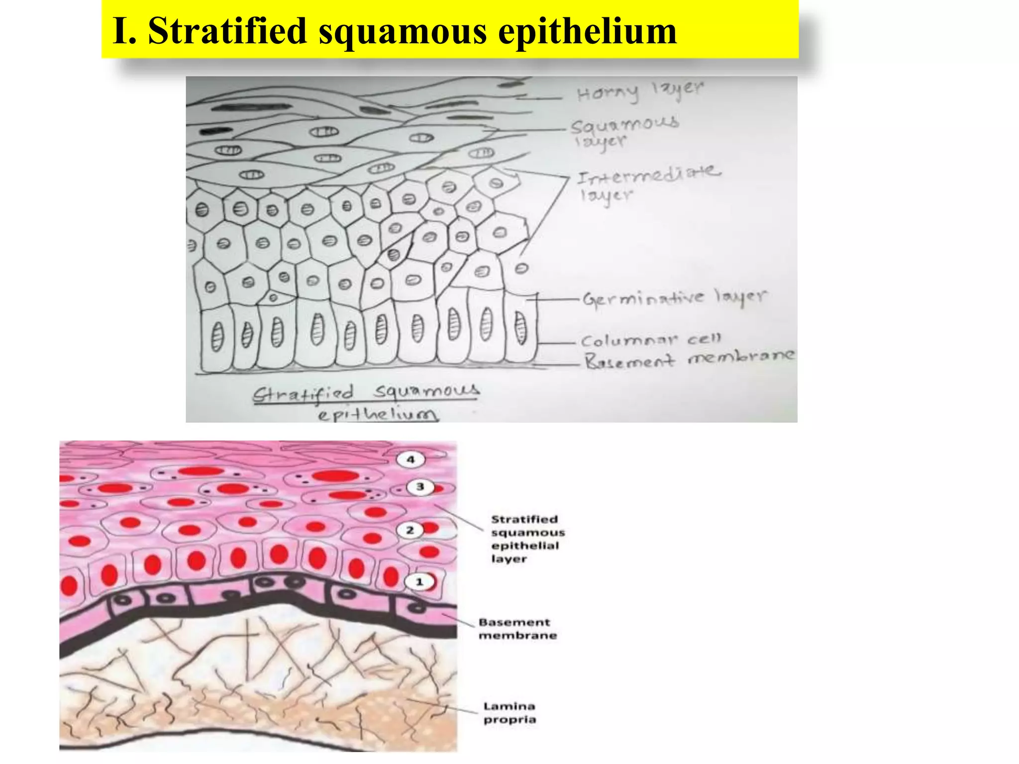 Tissue its types, structure and function | PPTX
