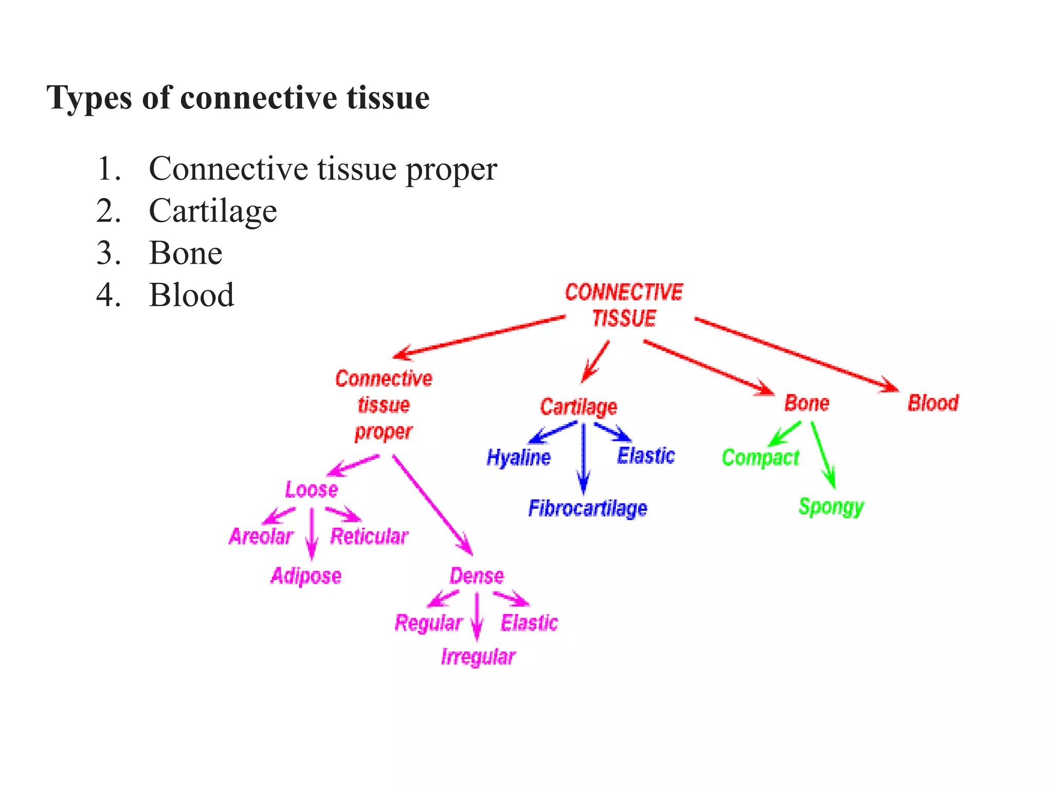 Tissue its types, structure and function | PPTX