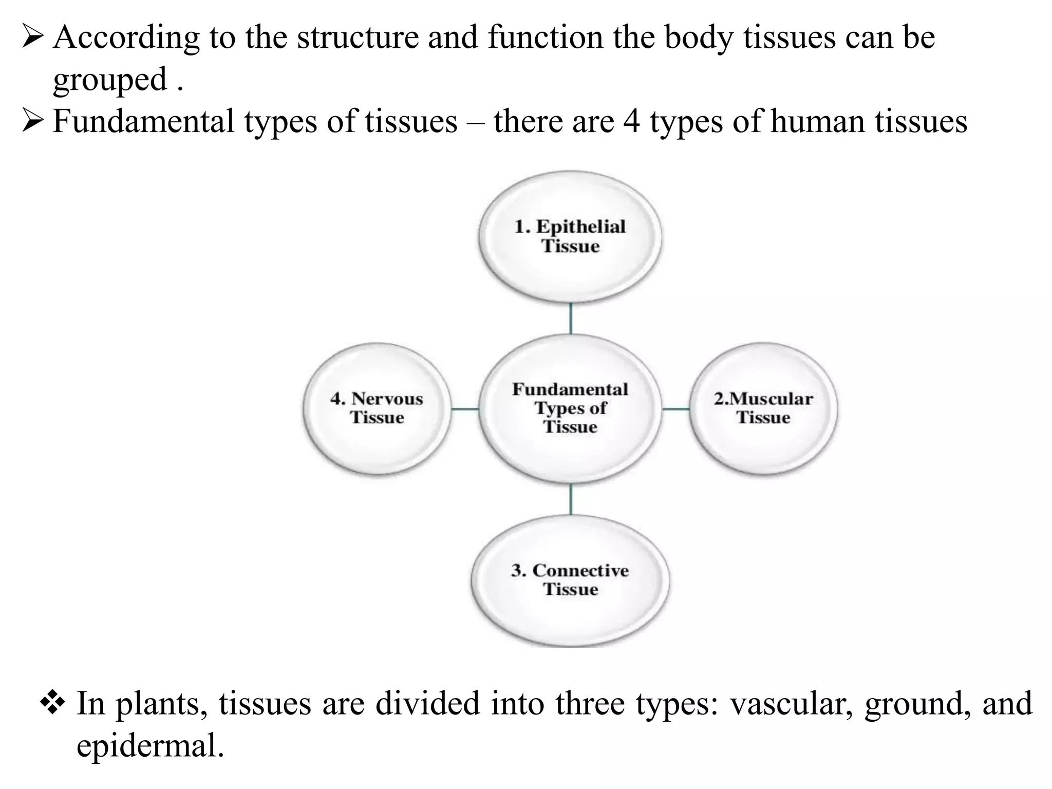 Tissue its types, structure and function | PPTX