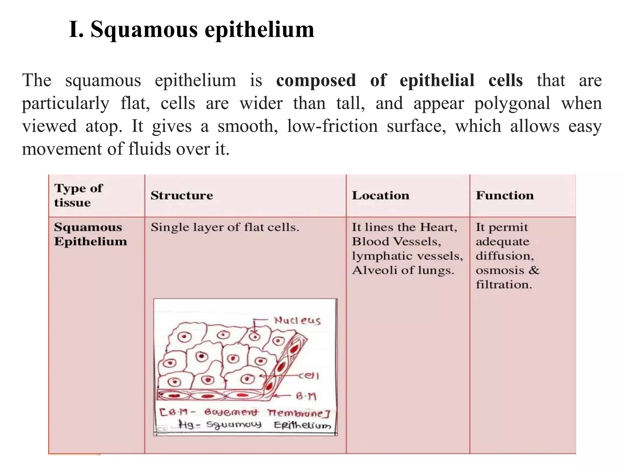 Tissue its types, structure and function | PPTX