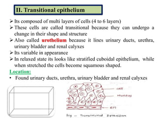 Tissue its types, structure and function | PPTX
