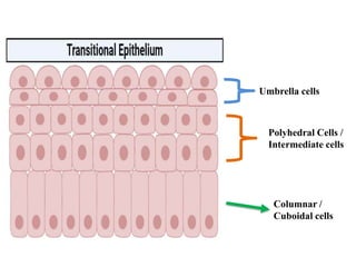 Tissue its types, structure and function | PPTX