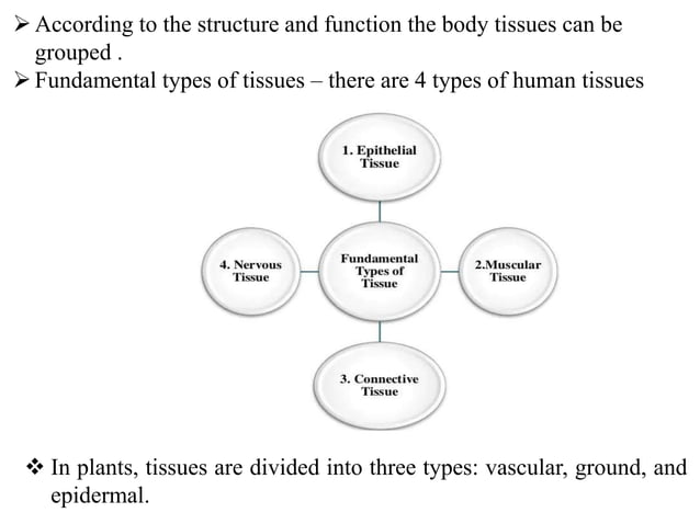 Tissue its types, structure and function | PPTX