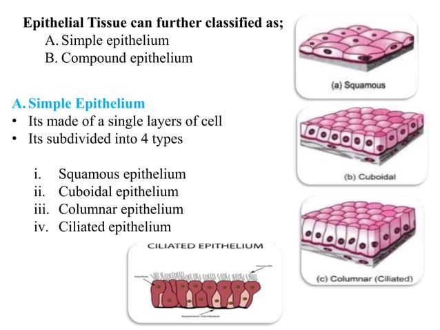 Tissue its types, structure and function | PPTX