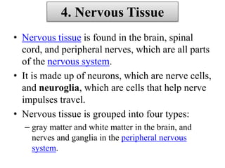 Nervous Tissue Definition