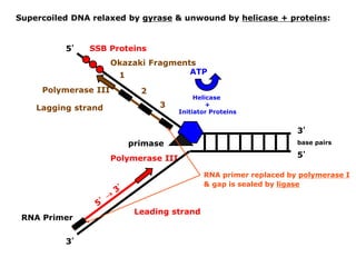 chapter_03_Cell Biology_Lecture on Cell Biology.ppt