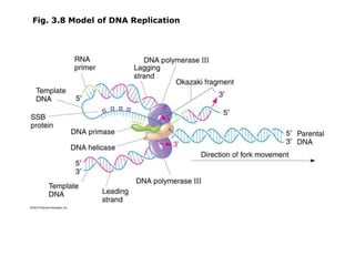 chapter_03_Cell Biology_Lecture on Cell Biology.ppt