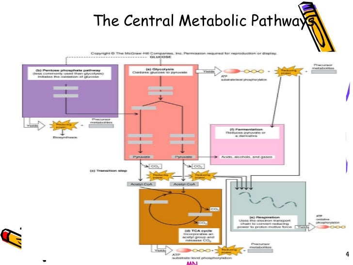 3 Compartmentalisation Of Metabolic Pathways Functions
