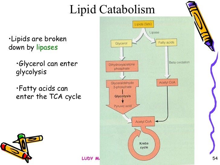 MICRO Chap 3 Classification, Metabolism