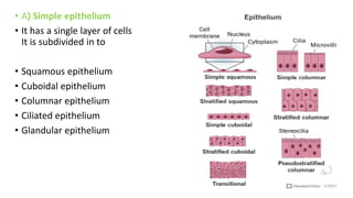 Chapter 03 - Tissues of the human body - Copy.pdf