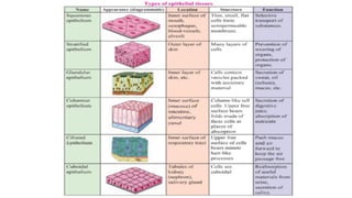 Chapter 03 - Tissues of the human body - Copy.pdf
