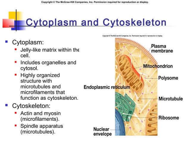 Chapter03 cell structure and genetic control | PPT