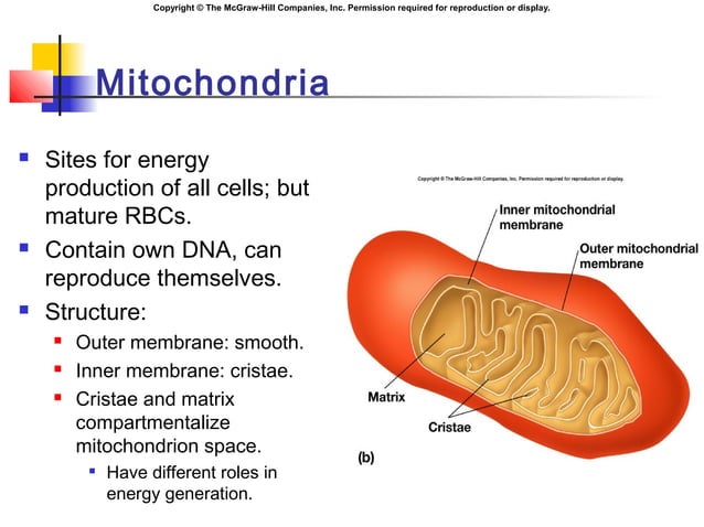 Chapter03 cell structure and genetic control | PPT