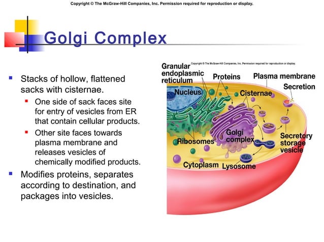 Chapter03 cell structure and genetic control | PPT