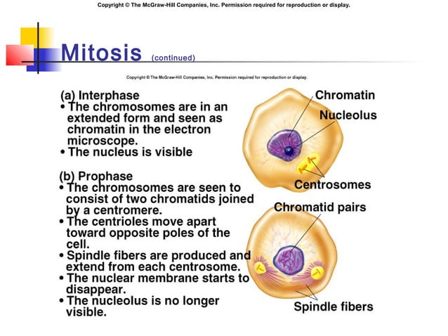 Chapter03 cell structure and genetic control | PPT