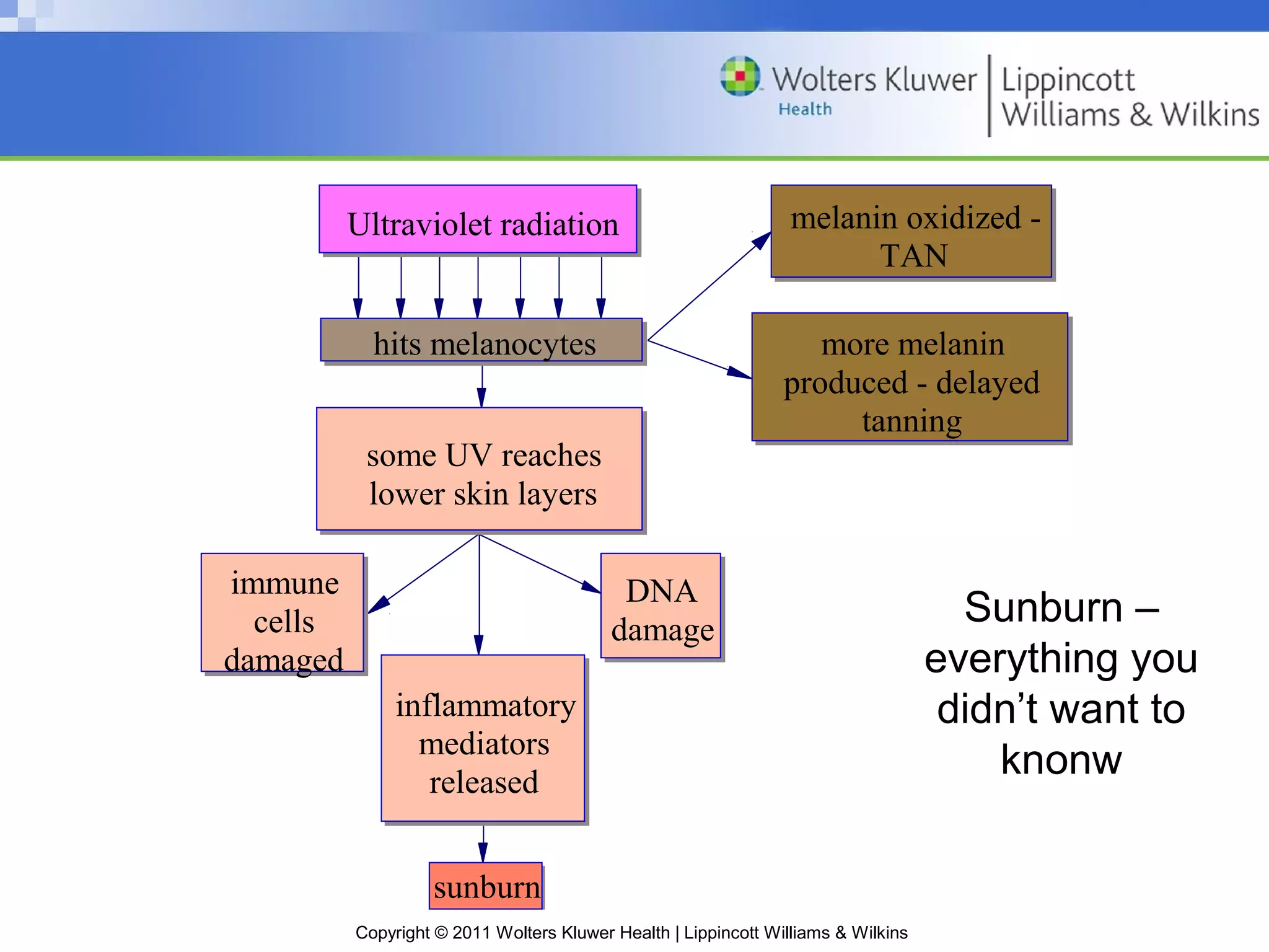 Week 5 Powerpoint Chapter 46 | PPT | Allergies | Diseases and Conditions