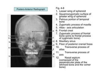 Extraoral and Occlusal Anatomic Landmarks | PDF