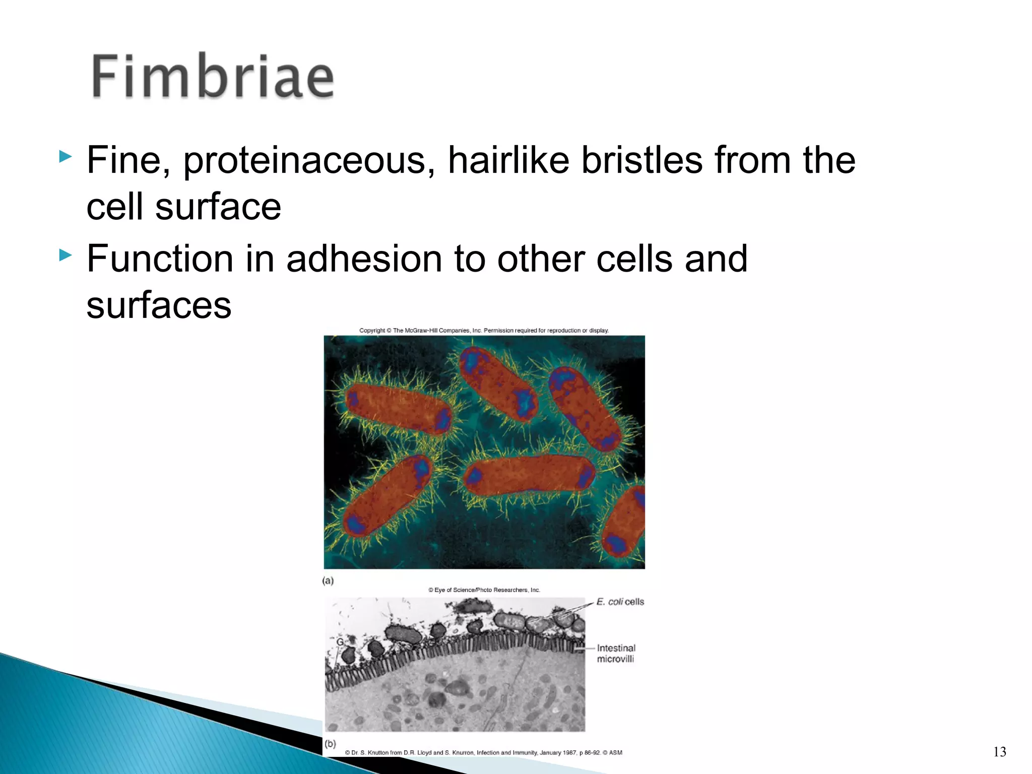 Chapter04 lecture introduction to cells(microbiology) | PPT