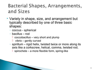 Chapter04 lecture introduction to cells(microbiology) | PPT