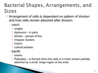 Chapter04 lecture introduction to cells(microbiology) | PPT