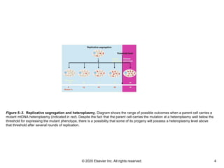 Chapter05 mitochondria and deiseases.ppt