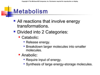 Chapter05 cell respiration and metabolism | PPT