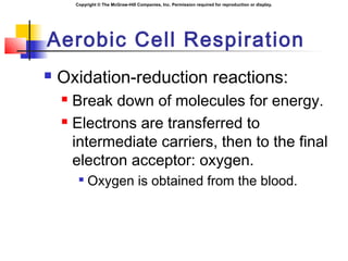 Chapter05 cell respiration and metabolism | PPT