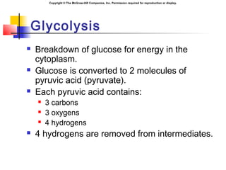 Chapter05 cell respiration and metabolism | PPT