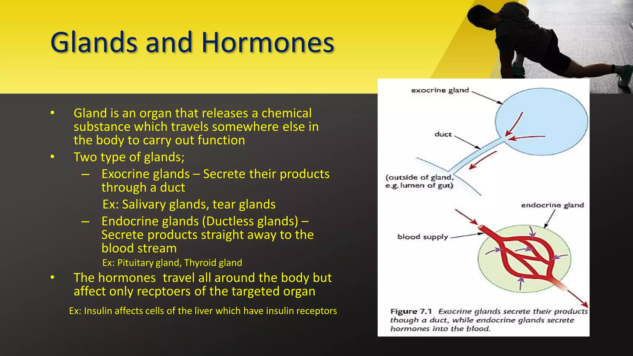 Edexcel IGCSE Human Biology - Chapter 06 - Chemical Coordination | PDF