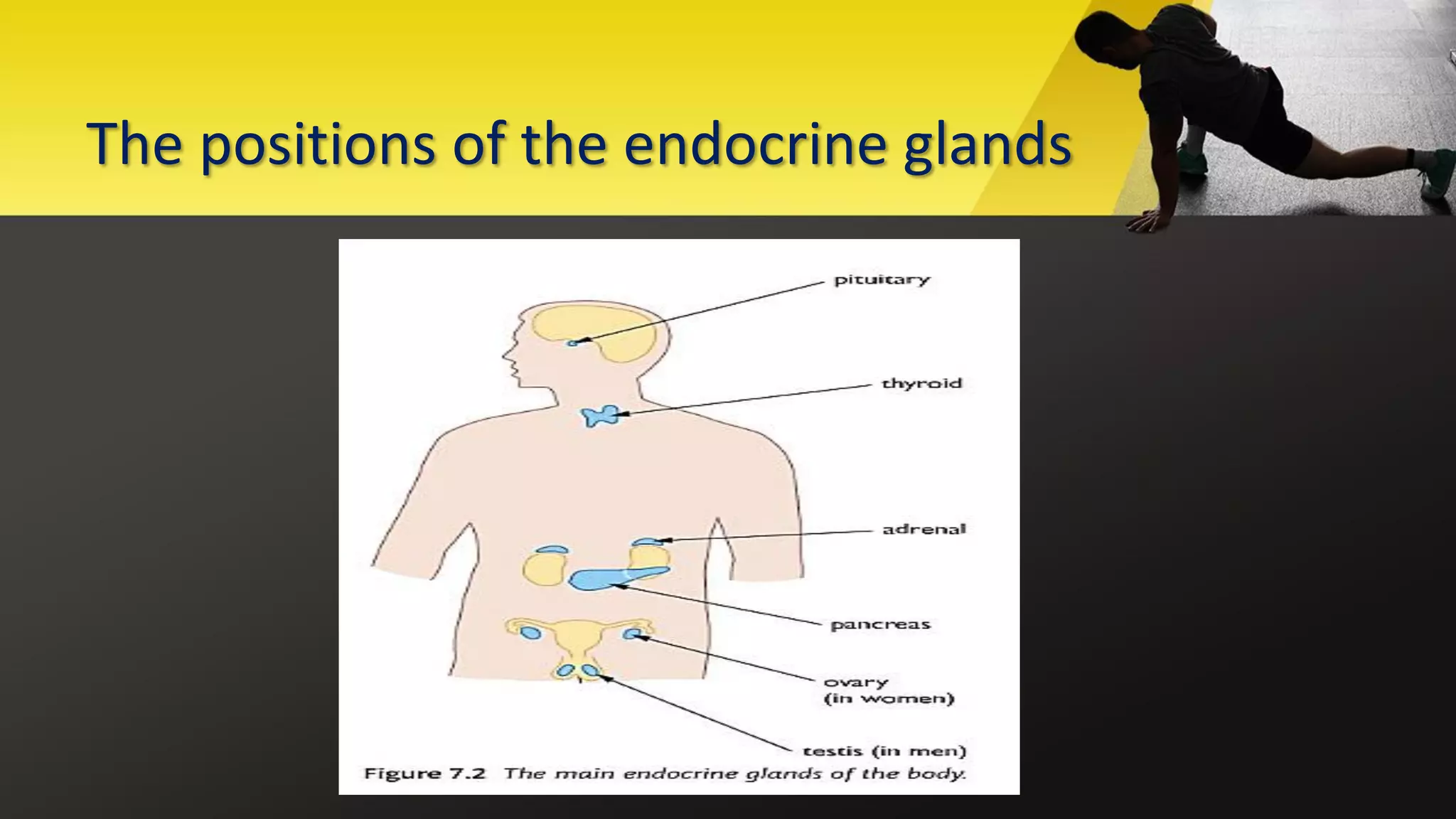 Edexcel IGCSE Human Biology - Chapter 06 - Chemical Coordination | PDF