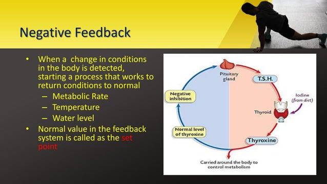 Edexcel IGCSE Human Biology - Chapter 06 - Chemical Coordination | PDF