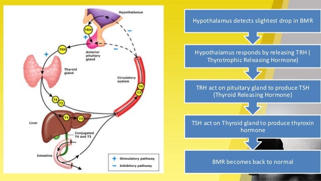 Edexcel IGCSE Human Biology - Chapter 06 - Chemical Coordination
