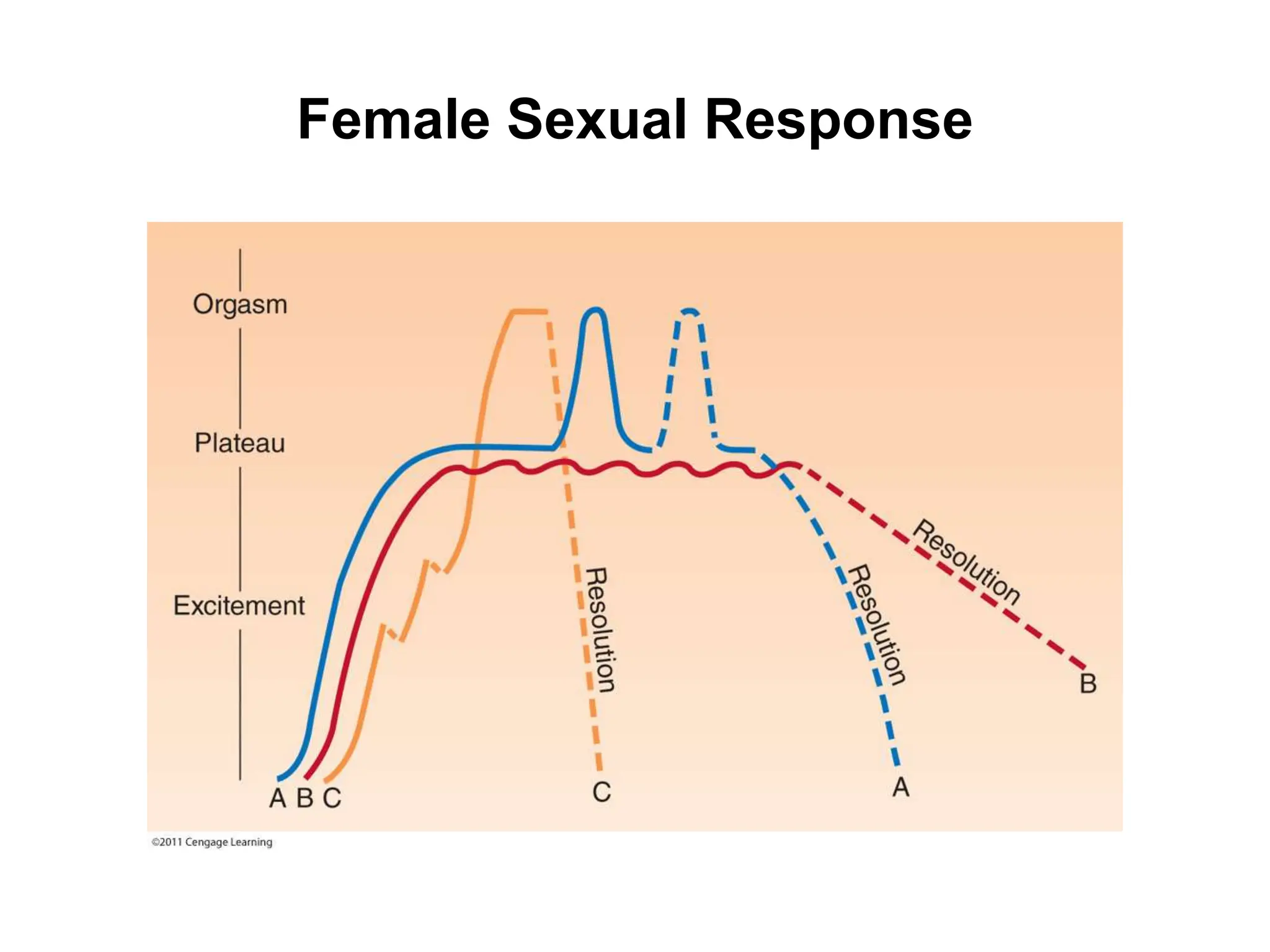 Sexual Arousal Mechanisms in Female - Normal Physiology | PPT