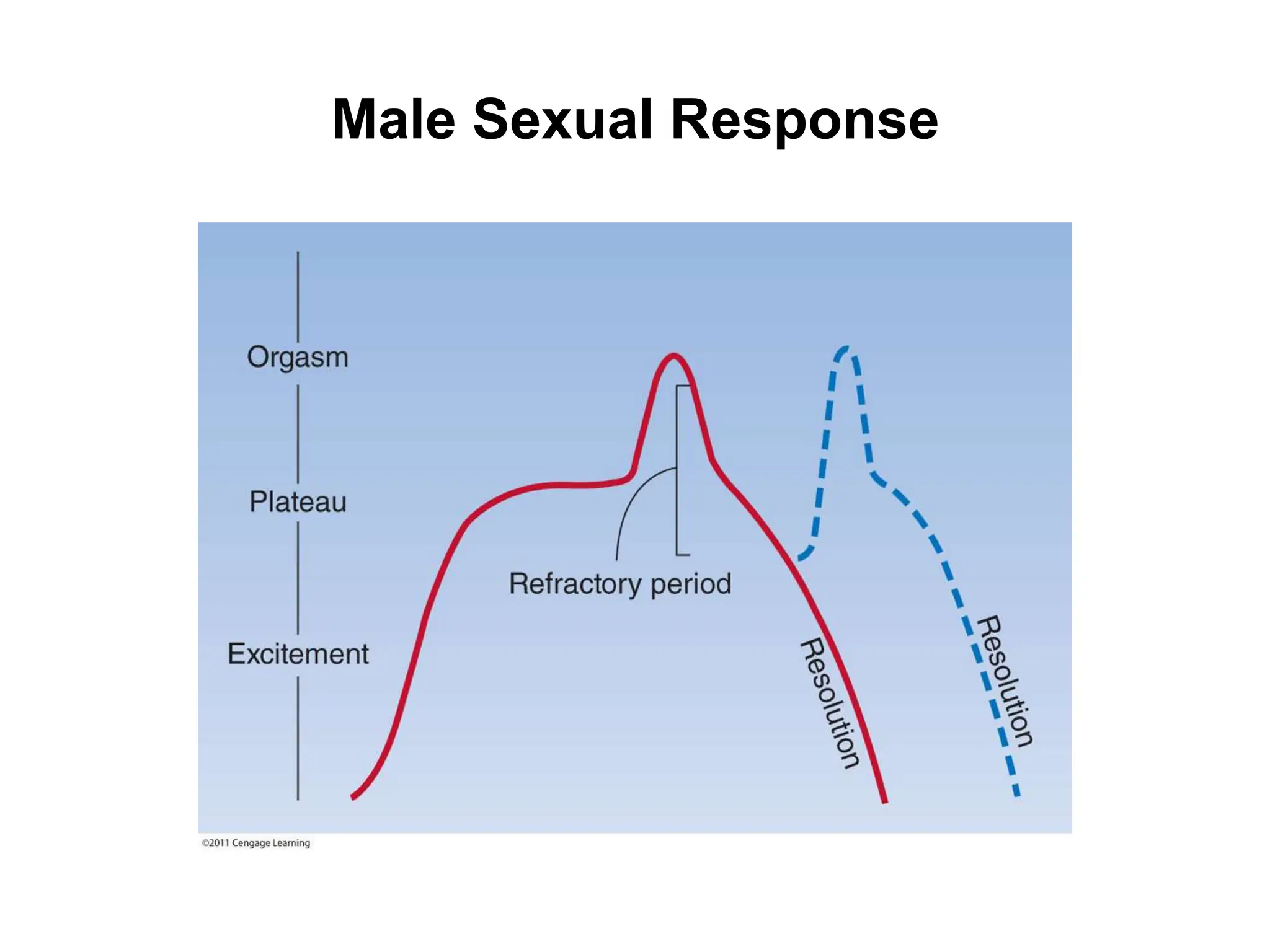 Sexual Arousal Mechanisms in Female - Normal Physiology | PPT
