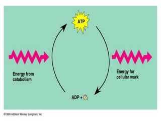 Chapter06 metabolism | PPT