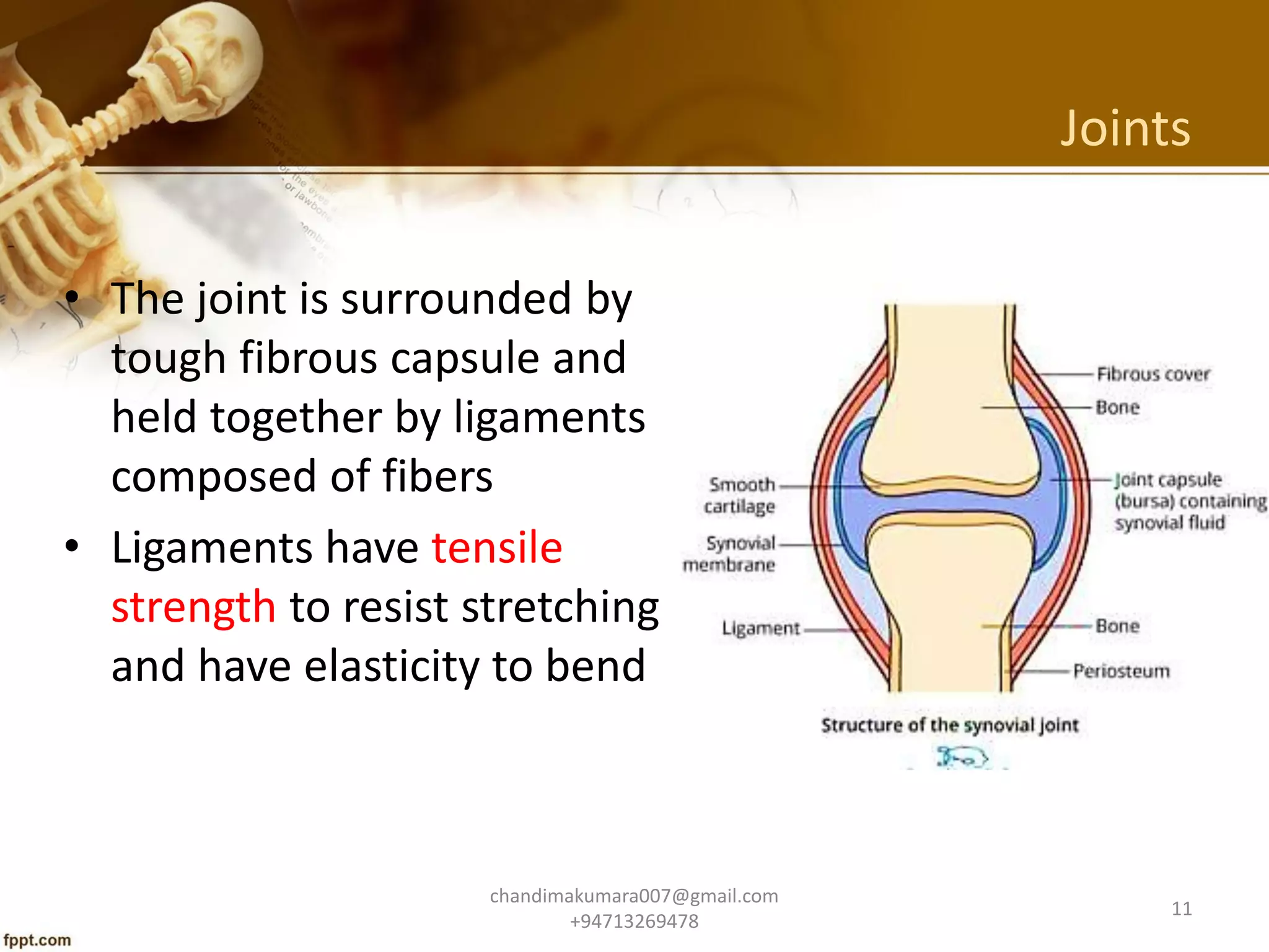 Edexcel IGCSE - Human Biology - Chapter 07 - Form & Movement | PDF
