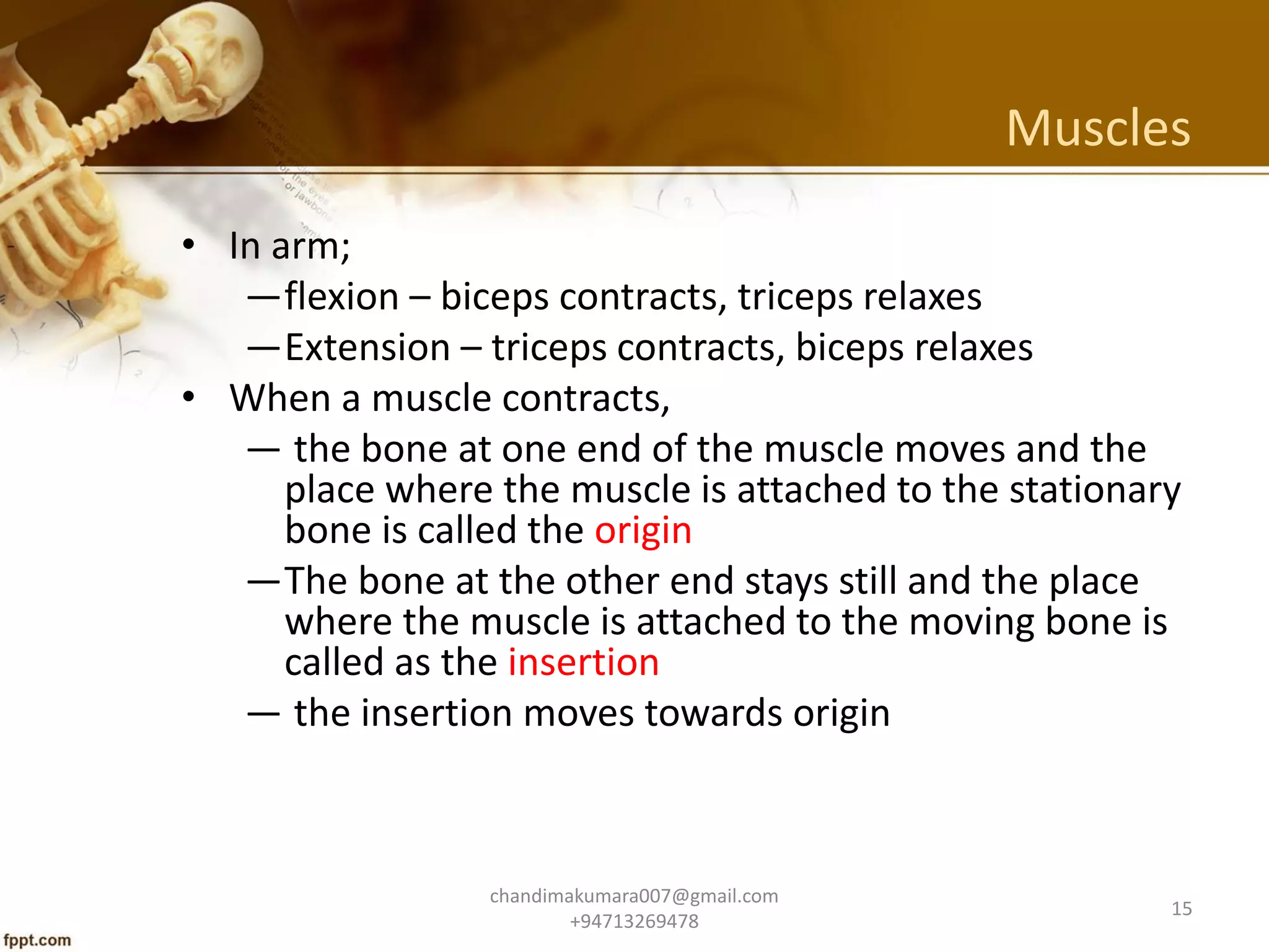 Edexcel IGCSE - Human Biology - Chapter 07 - Form & Movement | PDF