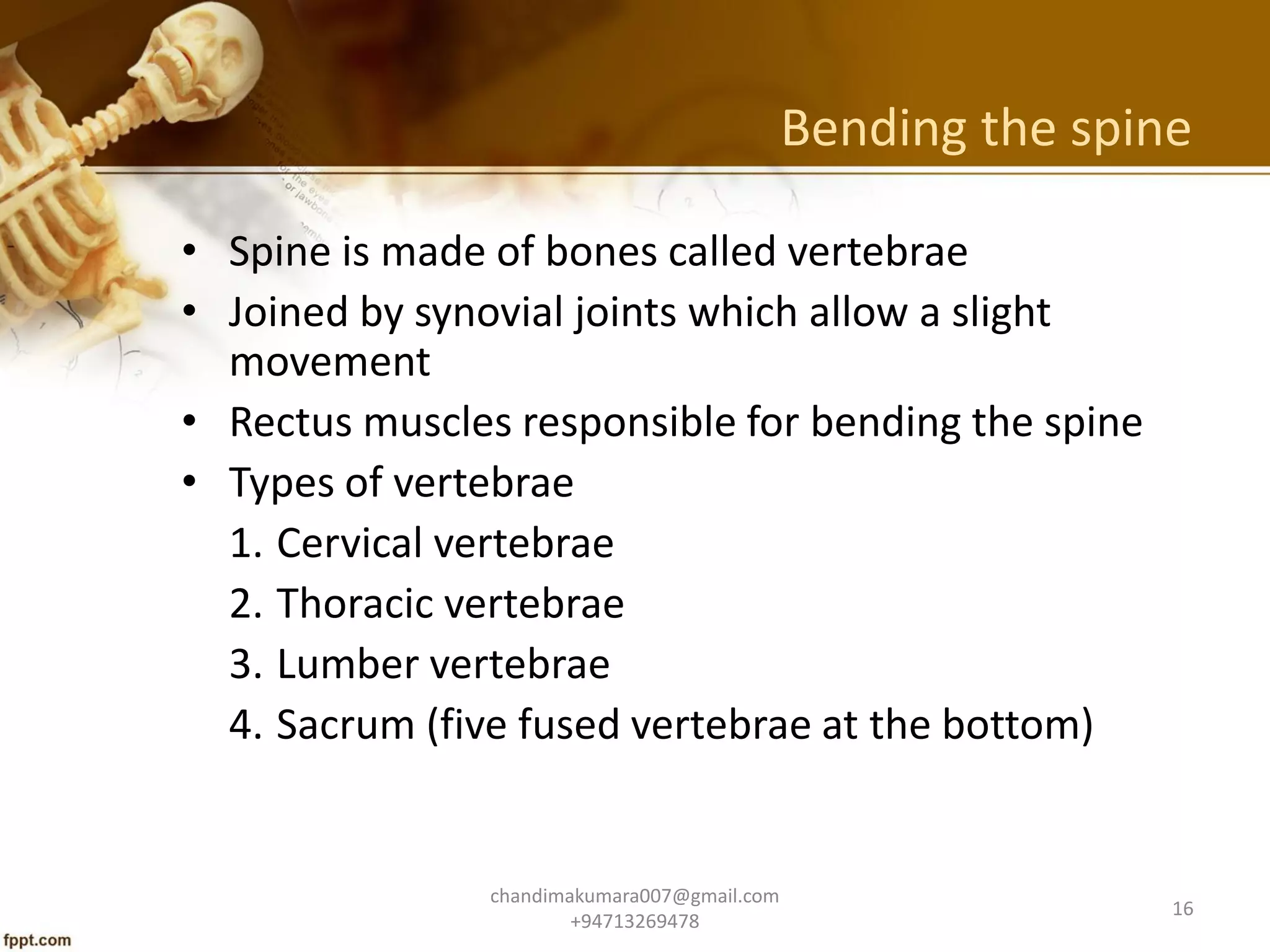 Edexcel IGCSE - Human Biology - Chapter 07 - Form & Movement | PDF